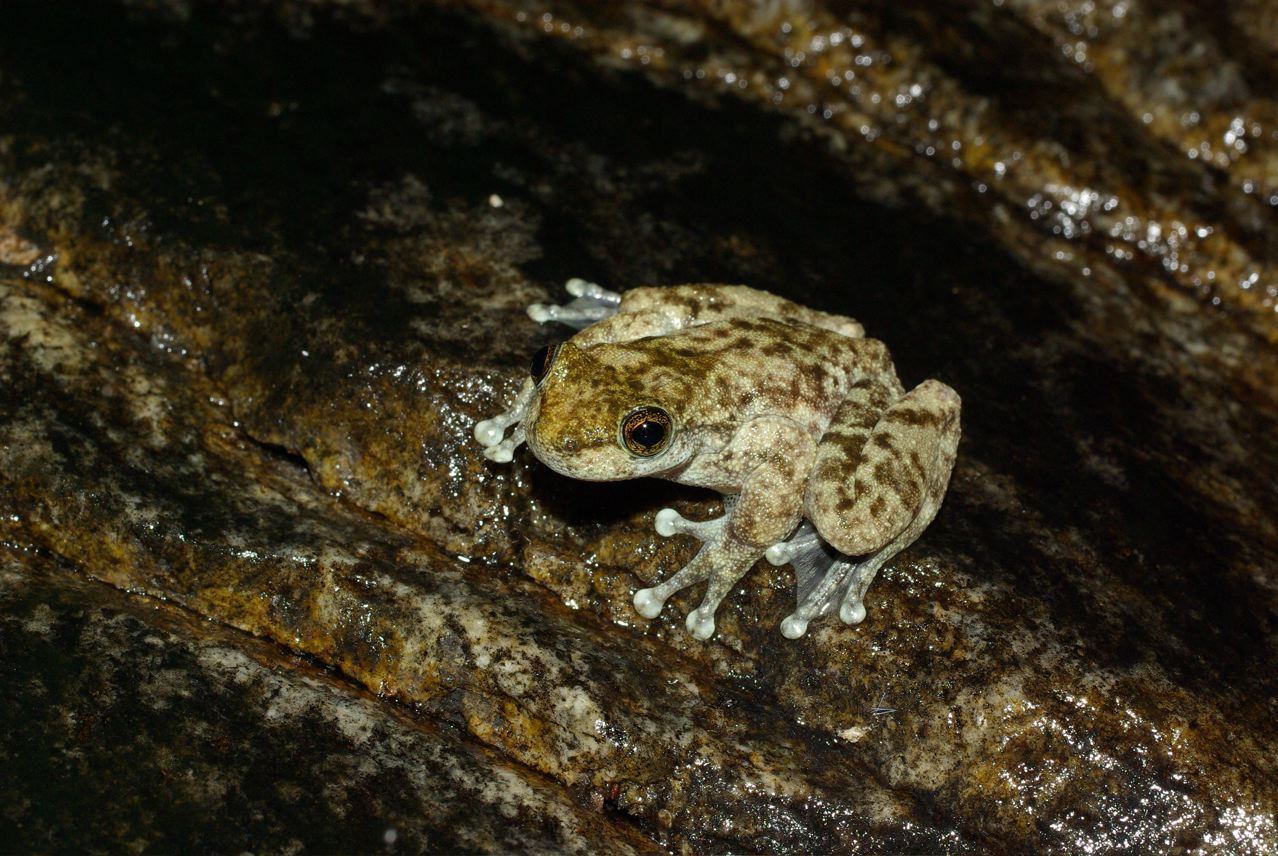 Litoria_lorica_Robert_Puschendorf.jpg | eAtlas
